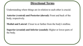 "Mastering Anatomy: Understanding Anatomic Terminology Simplified" | PPT