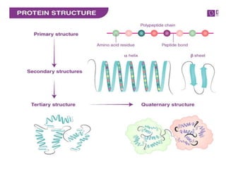 LEFT OVER PROTEIN IN THE BODY OF AN INDIVIDUAL | PPTX