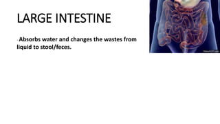 Digestive SystemDigestive SystemDigestive SystemDigestive System | PPT