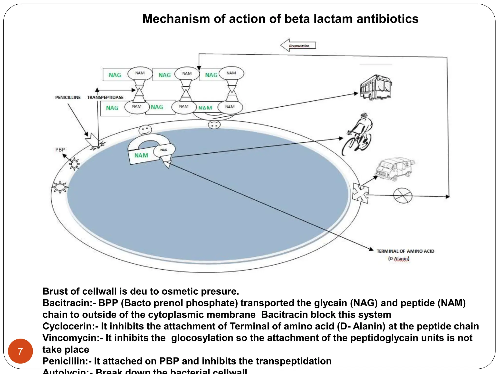 Medicinal chemistry, Beta Lactam antibiotics | PPTX
