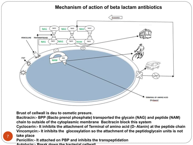 Medicinal chemistry, Beta Lactam antibiotics | PPTX | Chemistry | Science