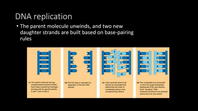 Presentation1 it about the biology explaining marvel of dna replication ...