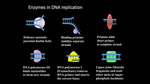 Presentation1 it about the biology explaining marvel of dna replication ...