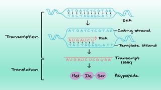 Presentation1 it about the biology explaining marvel of dna replication ...