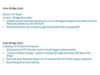 Presentation on cardiac system of human body | PPTX