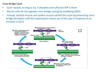 Presentation on cardiac system of human body | PPTX