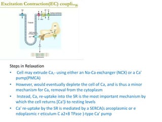 Presentation on cardiac system of human body | PPTX