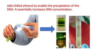 DNA extraction from Banana, green pea seeds and spinach.pptx
