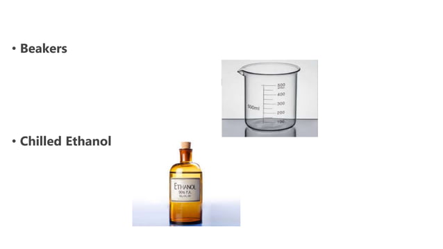 DNA extraction from Banana, green pea seeds and spinach.pptx