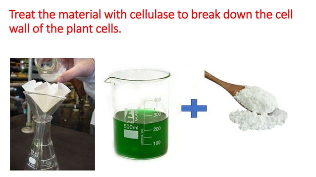 DNA extraction from Banana, green pea seeds and spinach.pptx