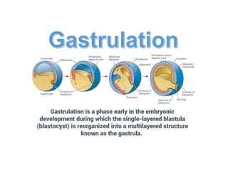 Endoderm introduction, functions and formation.pptx | Digestive ...