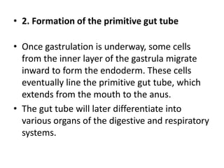 Endoderm introduction, functions and formation.pptx