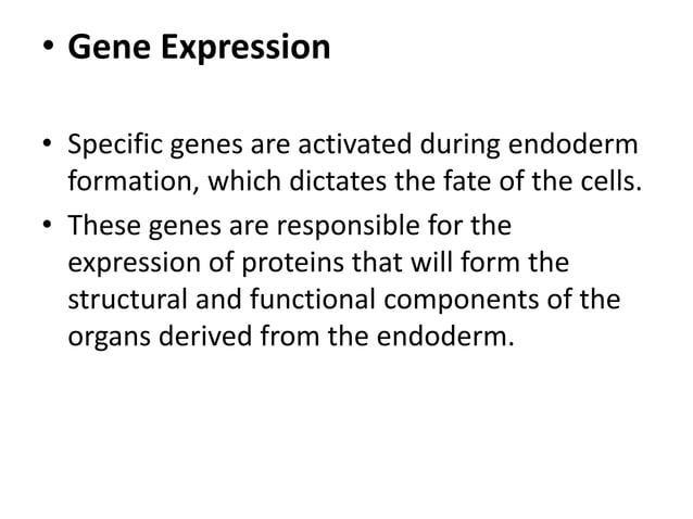 Endoderm Introduction Functions And Formation Pptx Digestive Disorders Diseases And Conditions