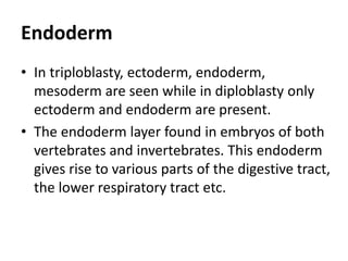 Endoderm introduction, functions and formation.pptx | Digestive ...
