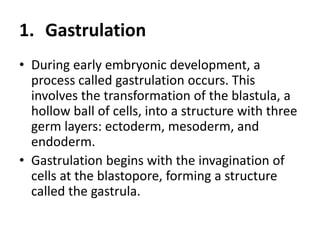 Endoderm introduction, functions and formation.pptx