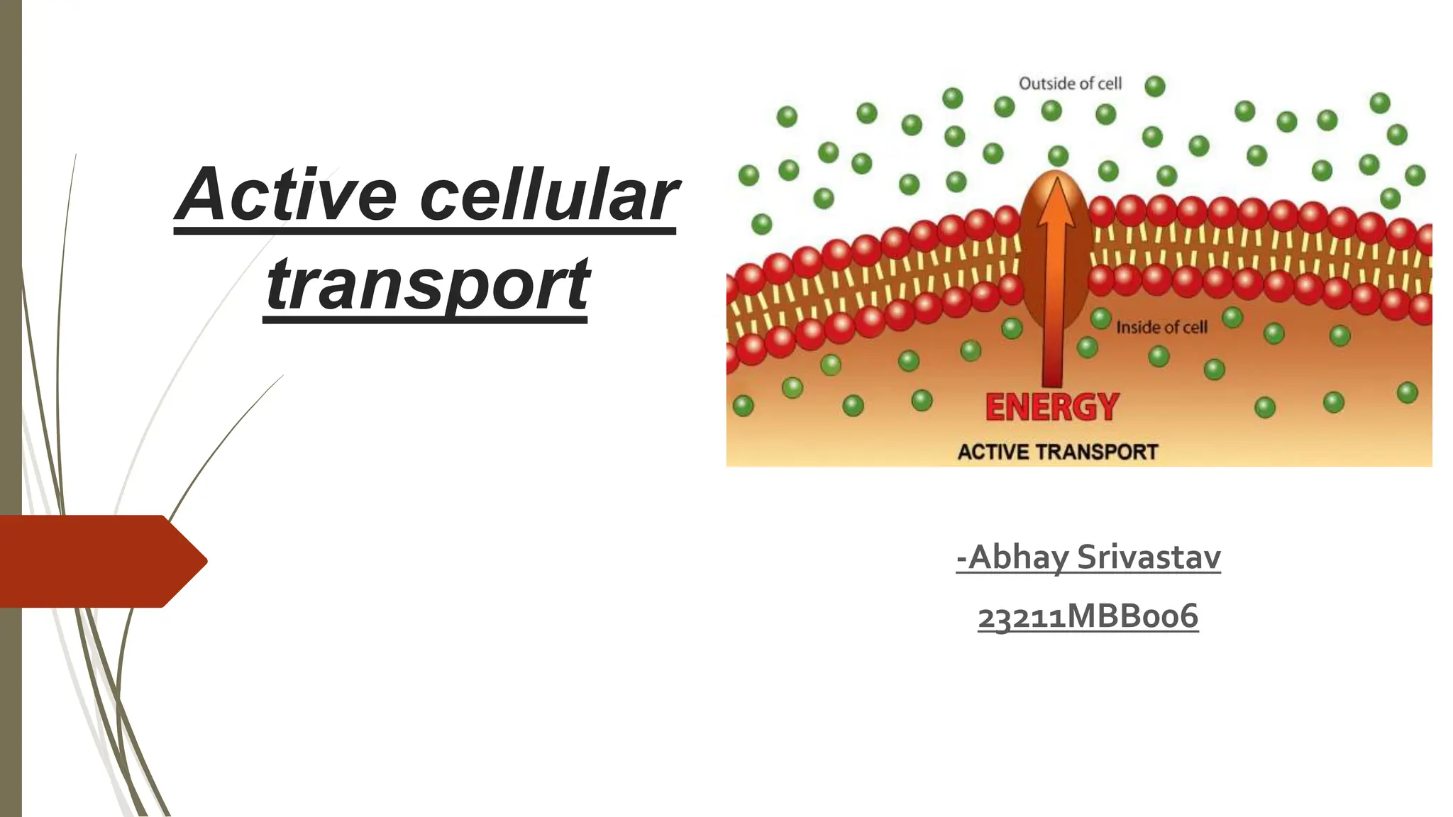 active cellular transport (physiology).pptx