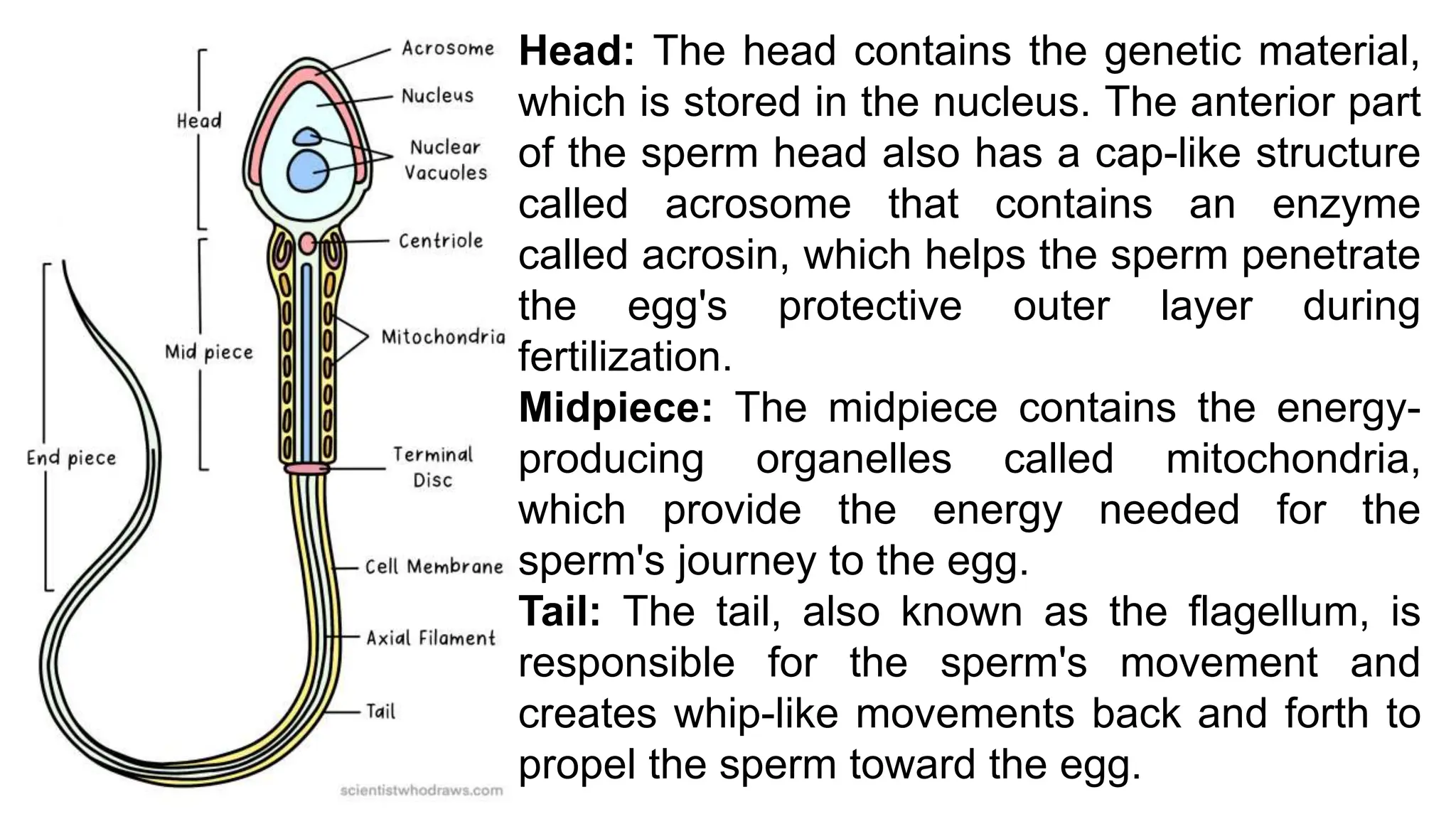 semen and seminal analysis in forensic science.pptx