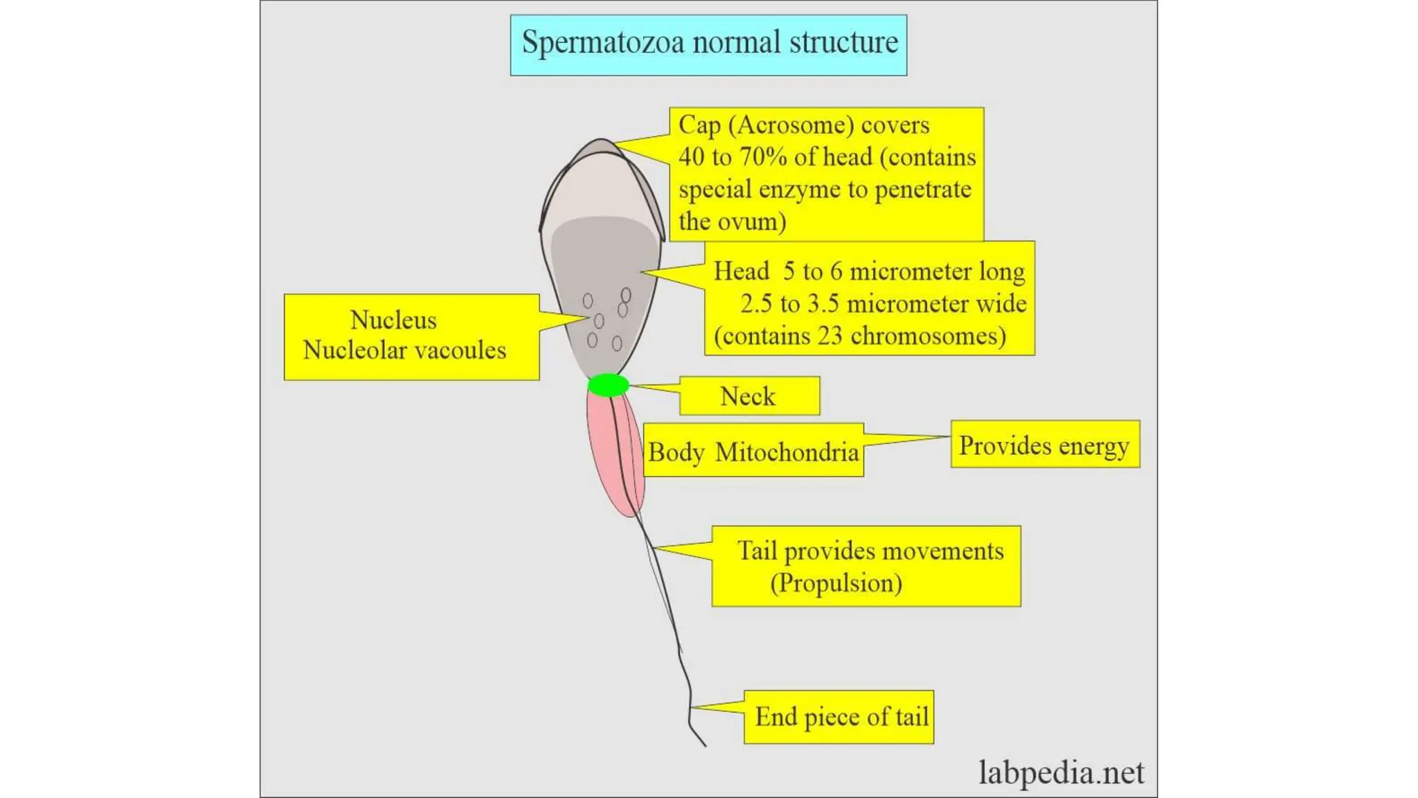semen and seminal analysis in forensic science.pptx