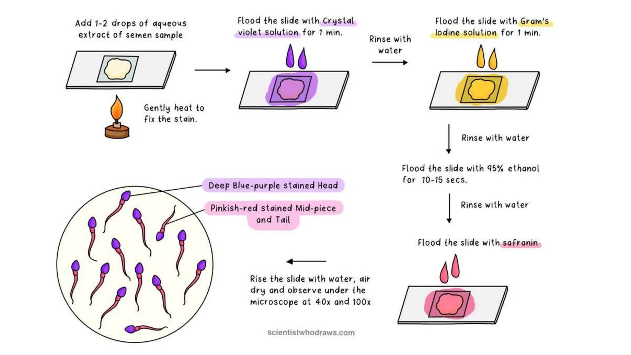 semen and seminal analysis in forensic science.pptx