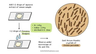 semen and seminal analysis in forensic science.pptx | Infertility ...