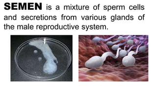 semen and seminal analysis in forensic science.pptx | Infertility ...