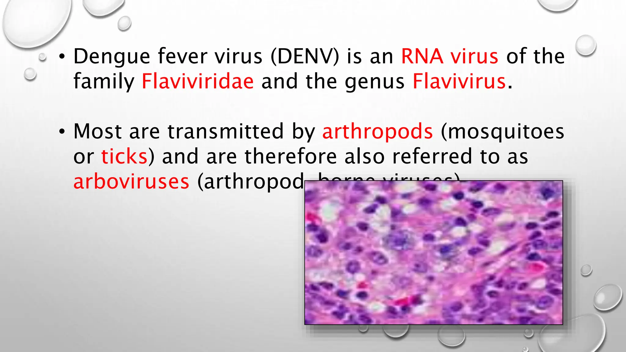 Dengue fever presentation by varsha BAMS | PPTX