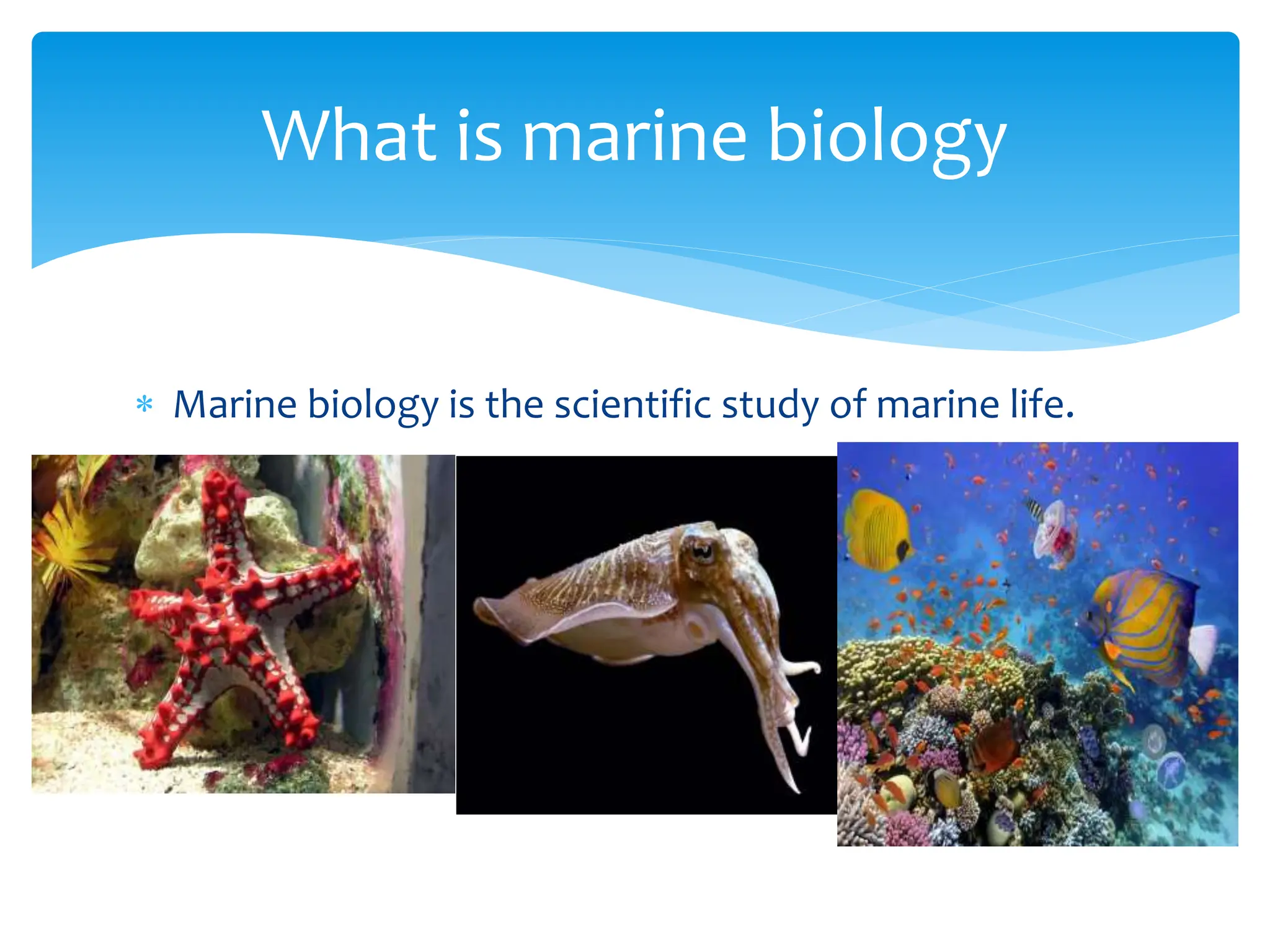 What is Marine Biology .pptx