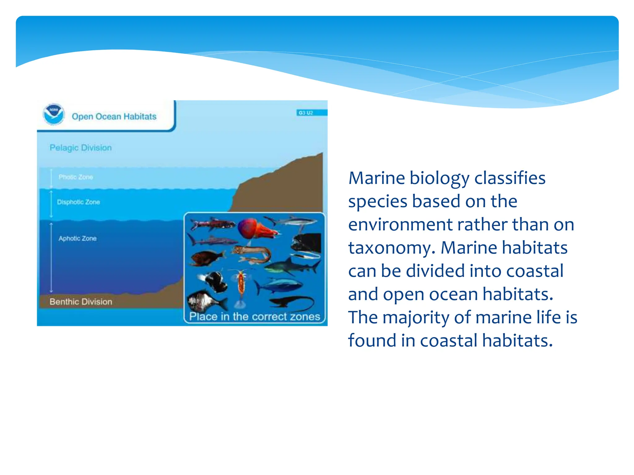 What is Marine Biology .pptx