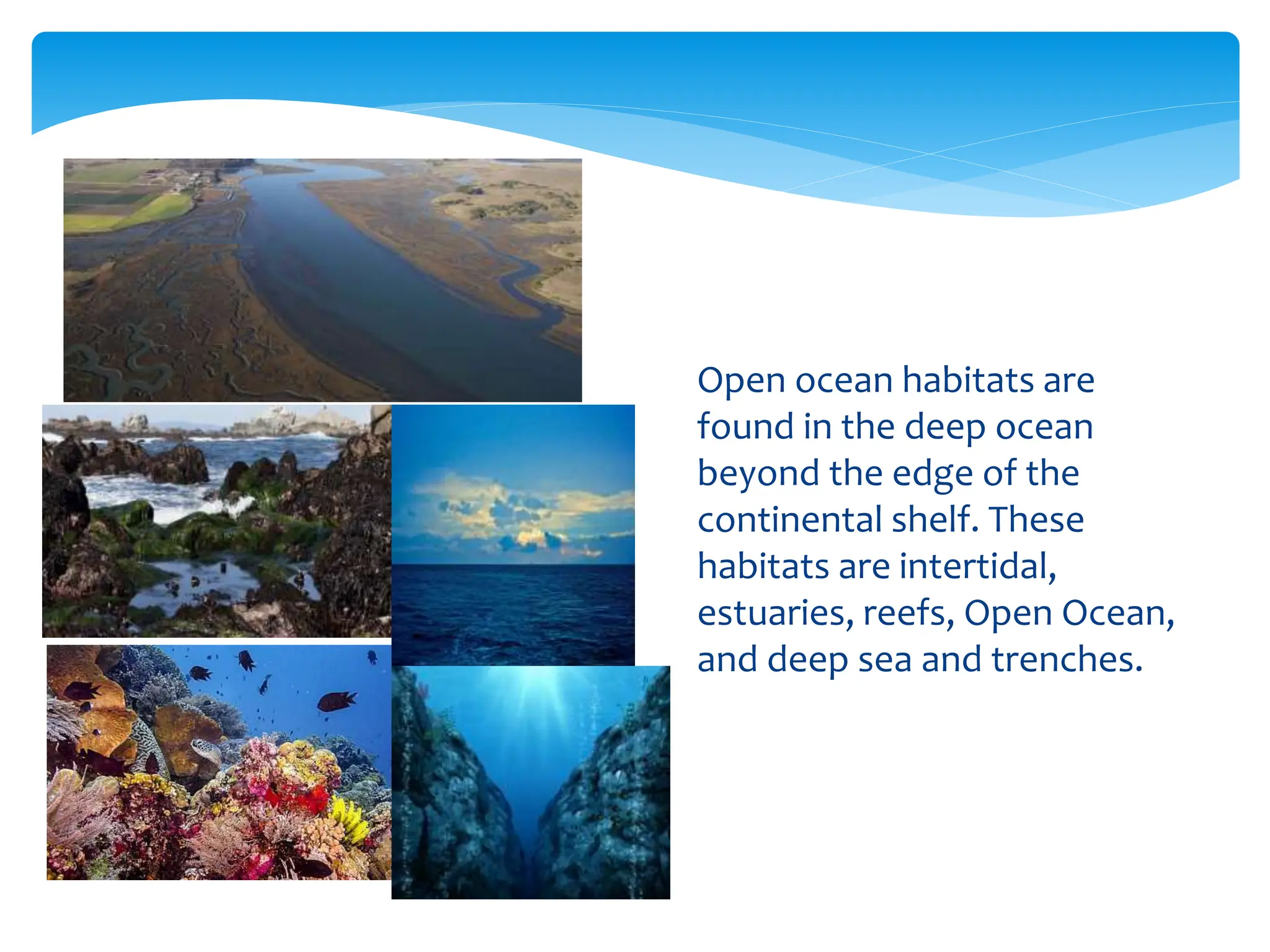 What is Marine Biology .pptx