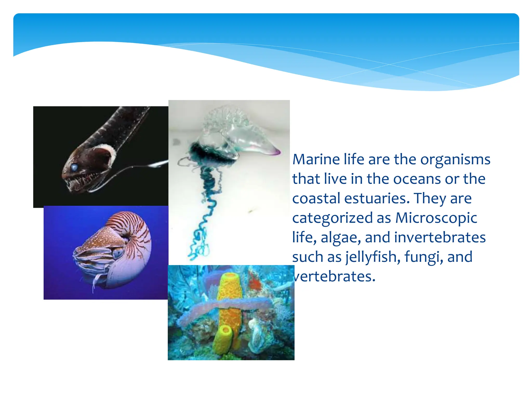 What is Marine Biology .pptx