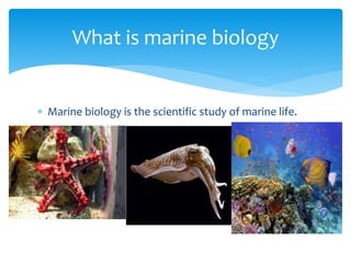 What is Marine Biology .pptx