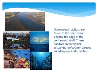 What is Marine Biology .pptx