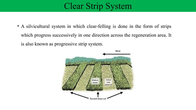Presentation Of Forest Management 1 Pptx