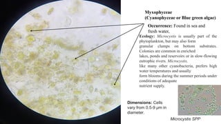 Sample of water & identification of algae | PPTX