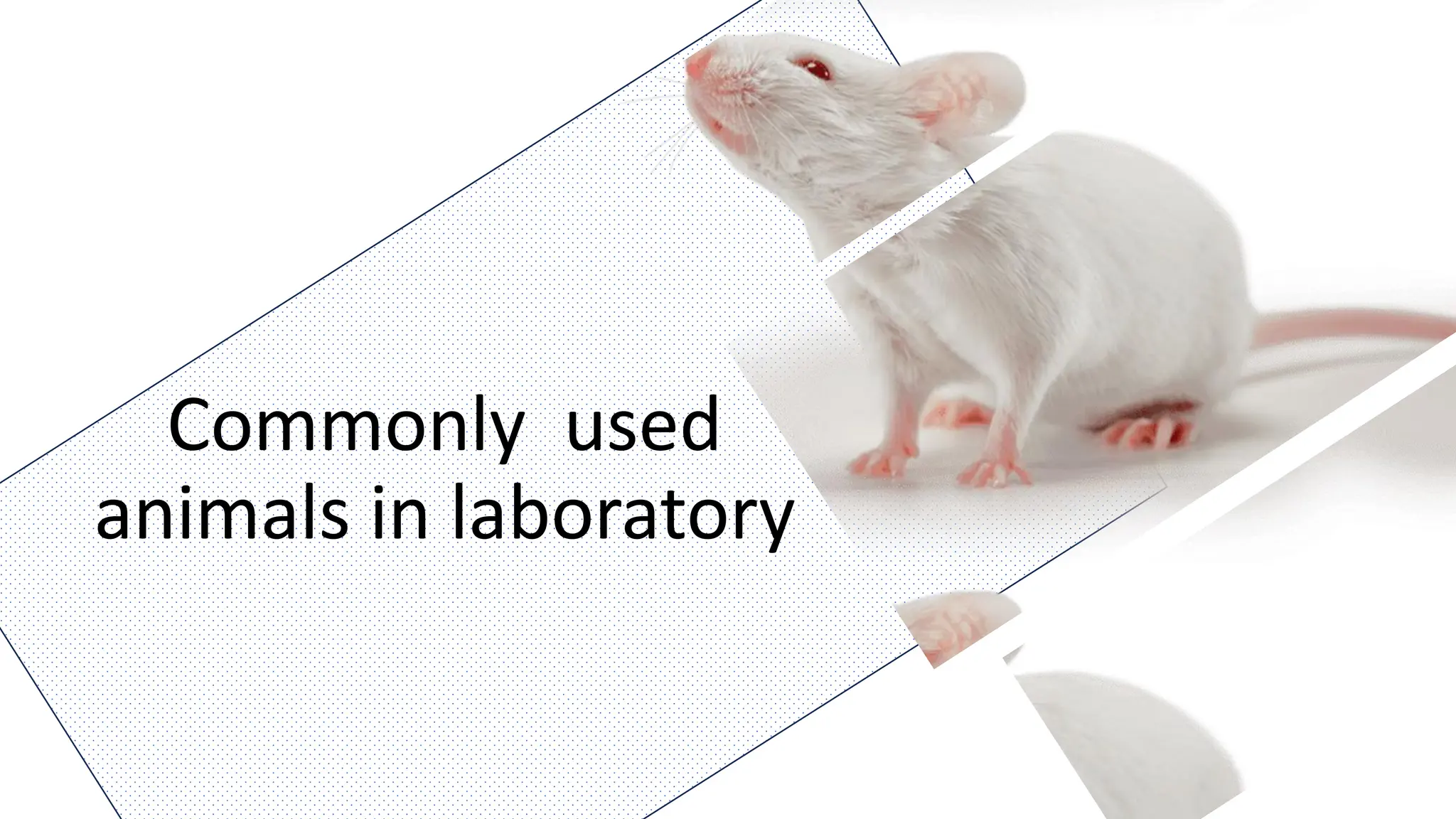 Commonly used animals used in laboratory | PPT