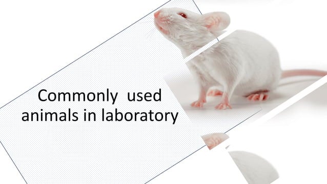 Commonly used animals used in laboratory | PPT