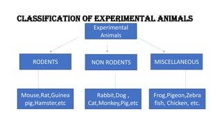 Commonly used animals used in laboratory | PPT