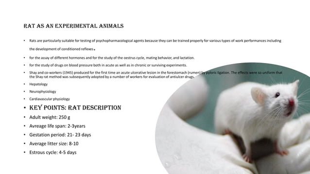 Commonly used animals used in laboratory | PPT