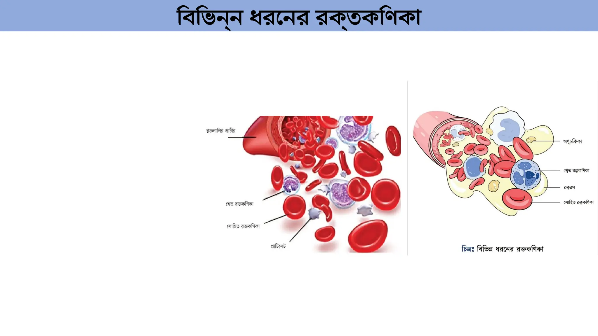 Presentation on blood,blood flow chart, rbc,wbc,position of heart ...