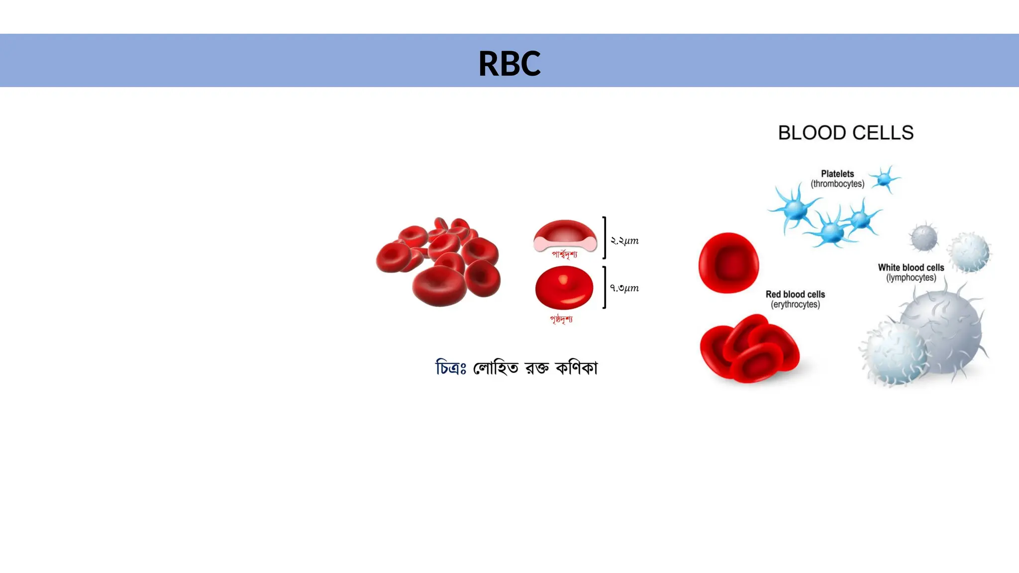 Presentation on blood,blood flow chart, rbc,wbc,position of heart ...