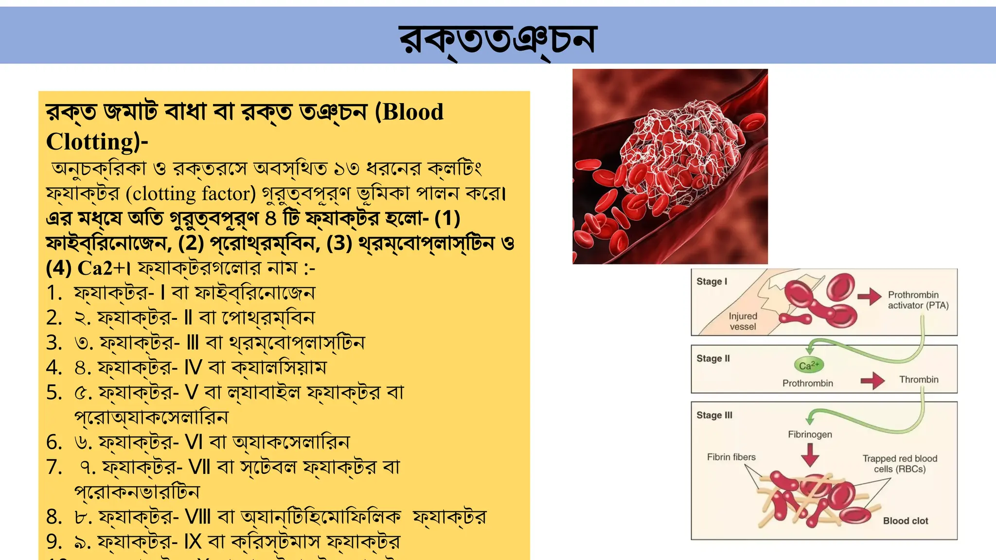 Presentation on blood,blood flow chart, rbc,wbc,position of heart ...