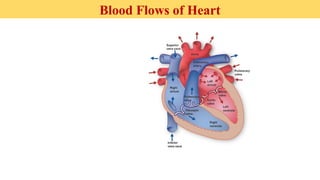 Presentation on blood,blood flow chart, rbc,wbc,position of heart ...