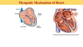 Presentation on blood,blood flow chart, rbc,wbc,position of heart ...