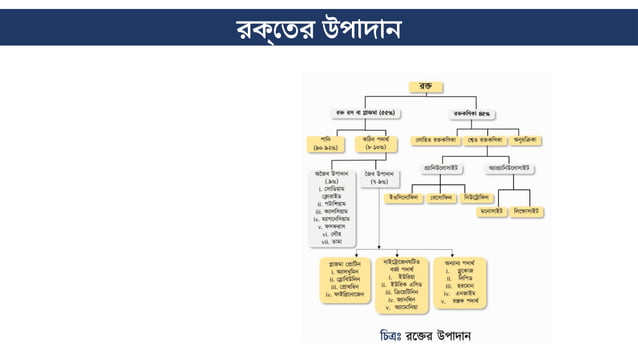Presentation on blood,blood flow chart, rbc,wbc,position of heart ...