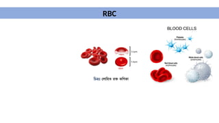 Presentation on blood,blood flow chart, rbc,wbc,position of heart ...