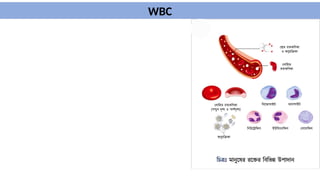 Presentation on blood,blood flow chart, rbc,wbc,position of heart ...