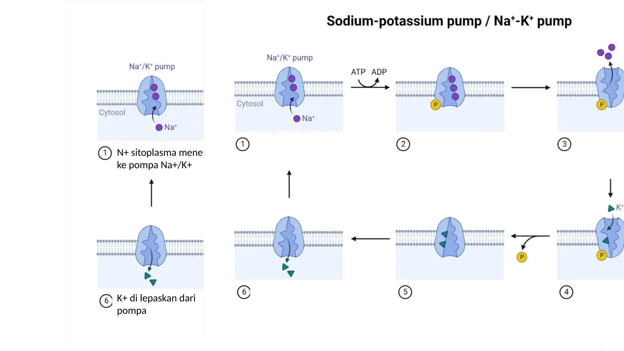 Presentation_transpor membran_difusi, osmosis , transpor aktif.pptx