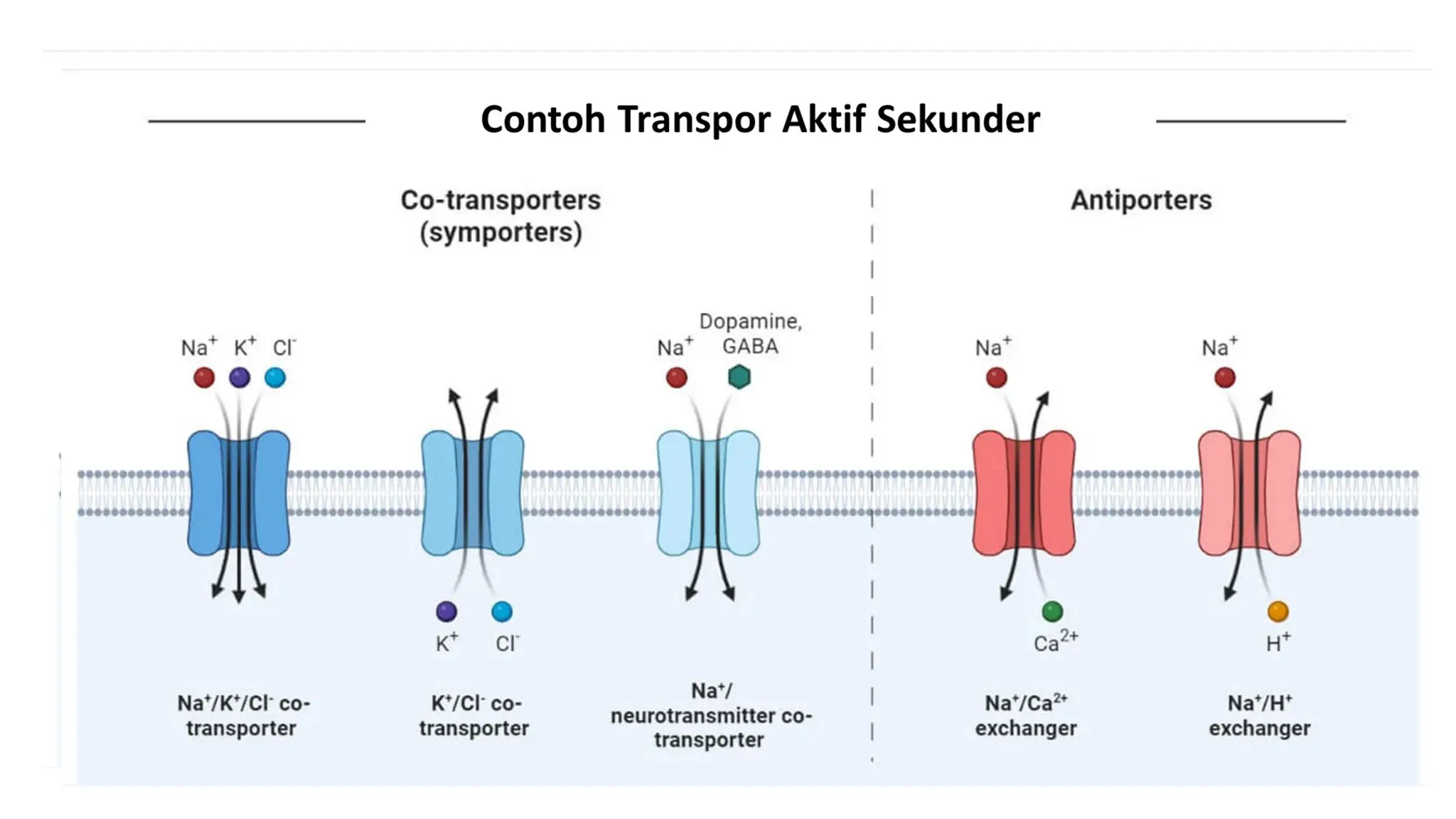 Presentation_transpor membran_difusi, osmosis , transpor aktif.pptx