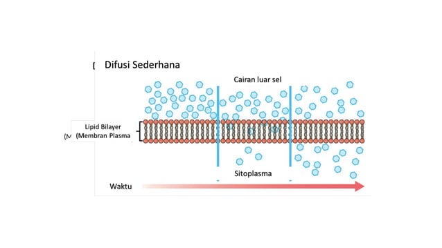 Presentation_transpor membran_difusi, osmosis , transpor aktif.pptx