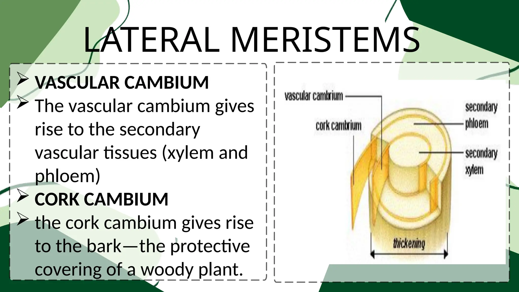 HOW PLANTS SURVIVE................................... | PPTX
